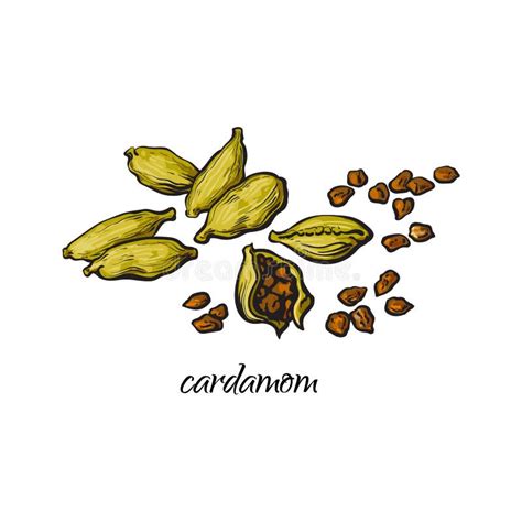Dibujo De La Planta De Cardamomo Verde Aislado En Fondo Blanco