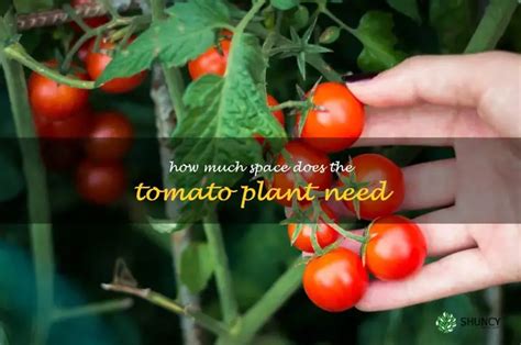 Maximizing Your Tomato Plant S Growth Understanding How Much Space Is Required ShunCy