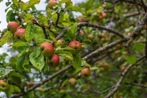 How To Save A Dying Crabapple Tree Action Steps To Take
