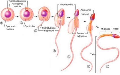 The Sperm Cell Spermiogenesis Magapor