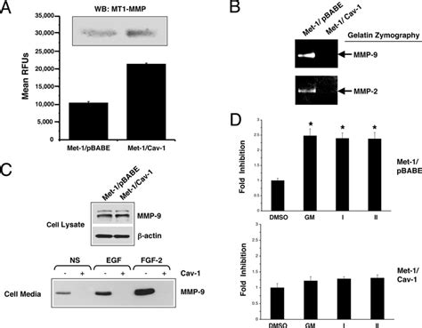 Caveolin 1 Mediated Inhibition Of Invasion And Metastasis Occurs Partly