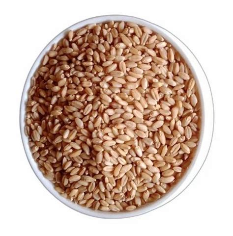 Golden Organic Wheat Seed At Rs 32 Kg In Bikaner Id 2850756801162