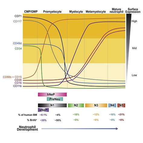 Immunity报告生成中性粒细胞的稀有干细胞 生物通