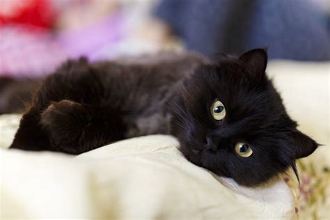 รูปภาพkat เลือกดูภาพถ่ายสต็อก เวกเตอร์ และวิดีโอ28811 Adobe Stock