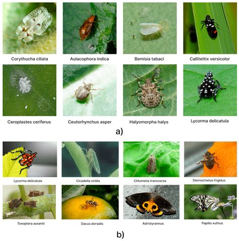 Ensemble Of Efficient Vision Transformers For Insect Classification