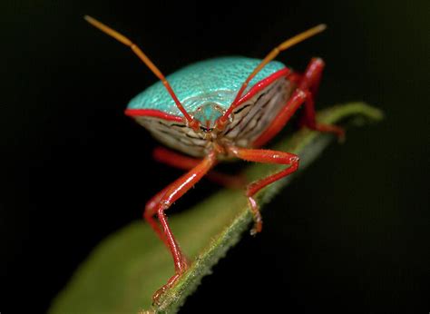 Stink Bug Portrait Costa Photograph By Robert Pickett