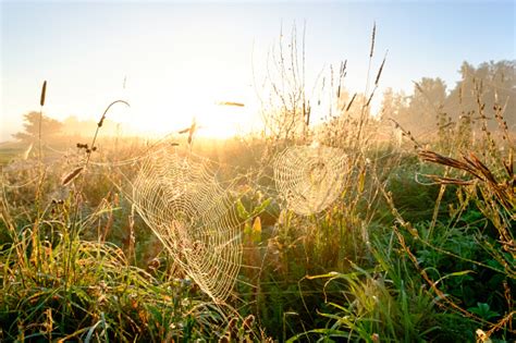 새벽에이 슬 방울과 거미의 웹 근접 촬영 태양이 상승 하기 전에 젖은 잔디 물 방울과 거미 웹 자연 배경입니다 0명에 대한 스톡 사진 및 기타 이미지 Istock