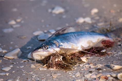 Floridas Red Tide And What It Means For Travelers