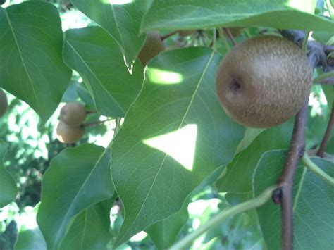 Fruit Trees Home Gardening Apple Cherry Pear Plum Bradford Pear