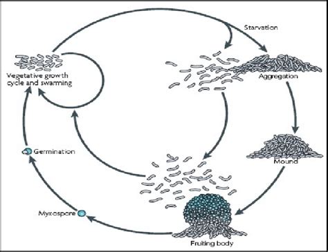 Vegetative Cells Of M Xanthus Under Un Favourable Conditions Forms Download Scientific Diagram