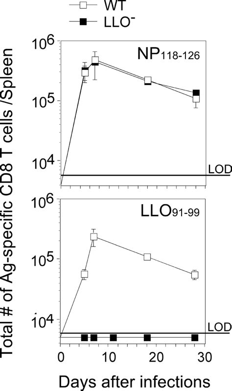 Kinetics Of Ag Specific Cd8 T Cell Responses After Wt And Llo Deficient