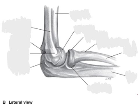 Right Elbow Joint Lateral View Quiz