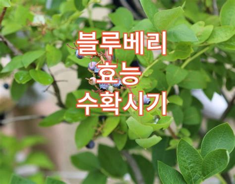 블루베리 수확시기 성분 효능