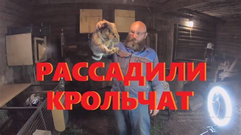 РАССАДИЛИ КРОЛЬЧАТ И ПРОСТЫЕ ПОИЛКИ ДЛЯ КРОЛИКОВ. - YouTube
