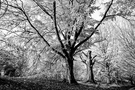 Tree Mono By Capto Ephotozine