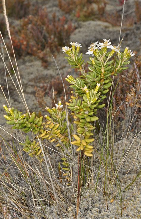Olearia Cymbifolia Asteraceae