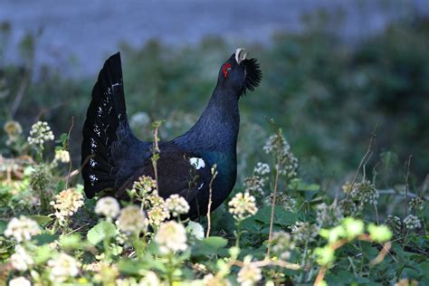 Auerhahn Forum Für Naturfotografen