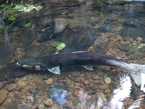 Chinook Salmon Oregon Adult Salmonid Inventory And Sampling Project