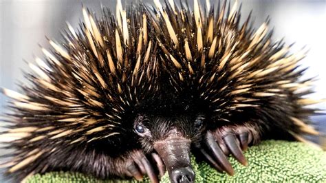 Brisbanes Wildlife Hospital Vets Report Spike In Echidna Patients The Cairns Post