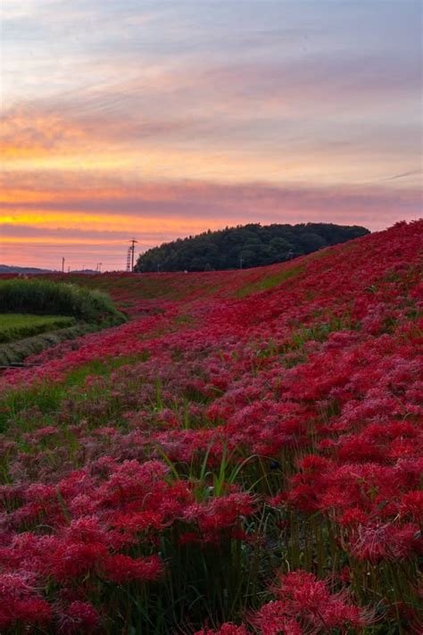 Autumn Red Spider Lily Fields Of The Yakachigawa River Banks Handa