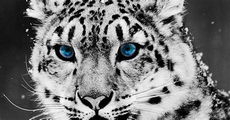 Snow Leopard Imgur