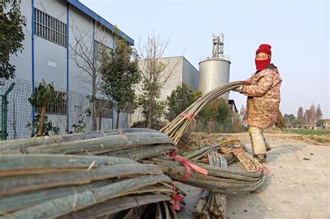 为蔬菜增温、为油菜“减肥”——湖南沅江农业生产抗低温一线见闻 新华网客户端