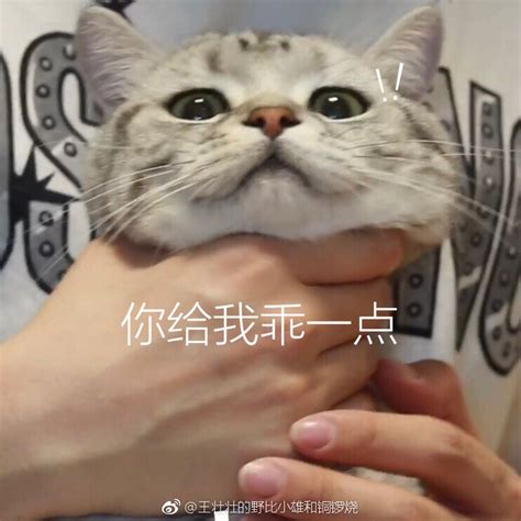 这是大概是一期羁绊主题的表情包吧