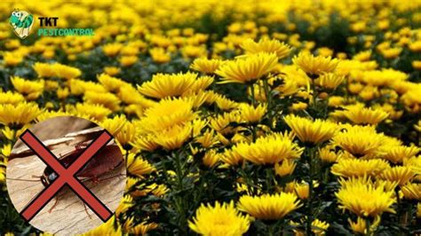 Top 10 Cockroach Repellent Plant Should Be Planted During Tet 2023