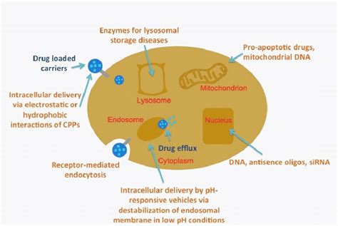 Schematic Representation Of Intracellular Targets And Possible