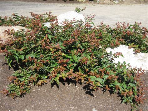 Northern Bush Honeysuckle