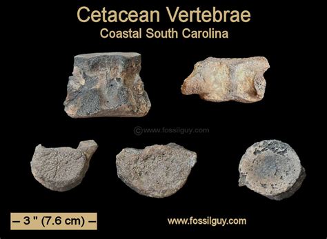 Coastal South Carolina Fossil Identification