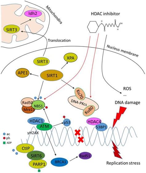 Targeting Histone Deacetylases For Cancer Therapy From Molecular