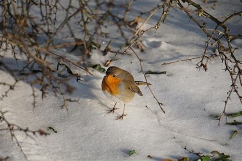 Capture d écran d un oiseau rouge gorge dans un parc d hiver recouvert de neige Photo Gratuite