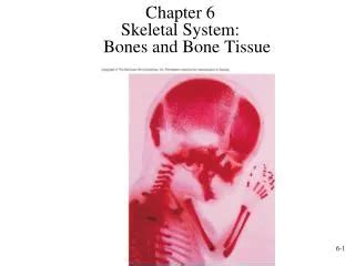 PPT Chapter 6 Osseous Tissue And Bone Structure PowerPoint Presentation ID 793712