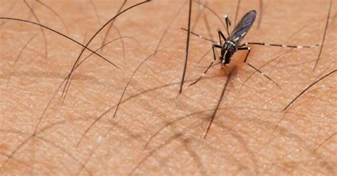 First Zika Case In Denton Confirmed News