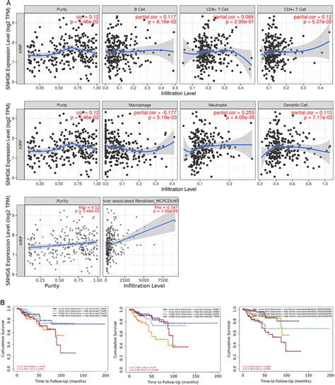Analysis Of The Correlation Between Snhg6 And Tumor Infiltrating Immune