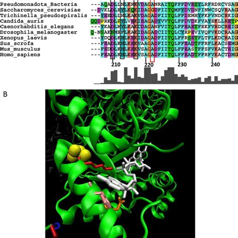 Riboflavin Responsive Mutants Of ACAD9 The Alignment Was Generated For