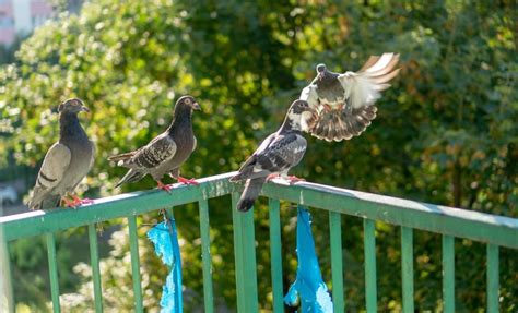 10 Astuces Pour Faire Fuir Les Pigeons