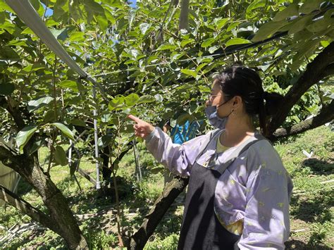 中市甜柿災損 718前可申請現金救助 暢news 新聞觀點，暢所欲言