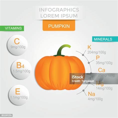 호박 비타민과 미네랄 건강 한 야채 Infographics 다이어트 에코 음식 채식과 영양 개념의 혜택에 대 한 품질 벡터