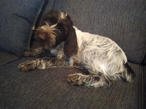 Wirehaired Pointing Griffon Puppies For Sale Springfield Mo 308268
