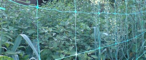 Trellis Netting Plant Support Netting EyouAgro