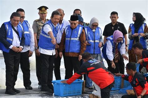 Wapres Dan Menteri KKP Panen 249 Ton Udang Di Tambak Modern Terbesar Di RI