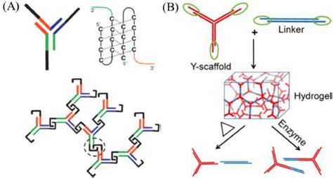 Dna Based Supramolecular Hydrogels From Construction Strategies To Biomedical Applications