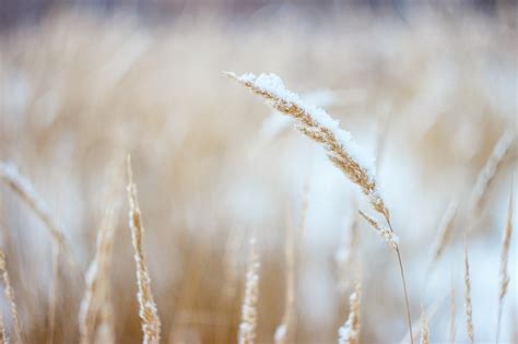 Trigo Plantas Campo Foto Gratis En Pixabay Pixabay