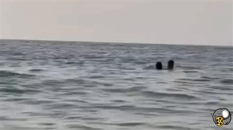 نجات دادن مرد در حالِ غرق شدن در دریا توسط غریق نجات فیلو