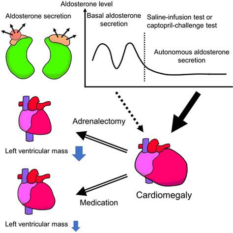 Nadir Aldosterone Levels After Confirmatory Tests Are Correlated With