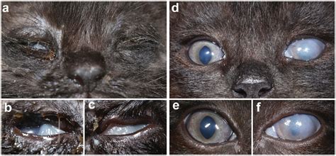 Doxycycline With Or Without Famciclovir For Infectious Ophthalmic And Respiratory Disease A