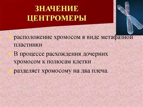 Структура и функции хромосом Online Presentation