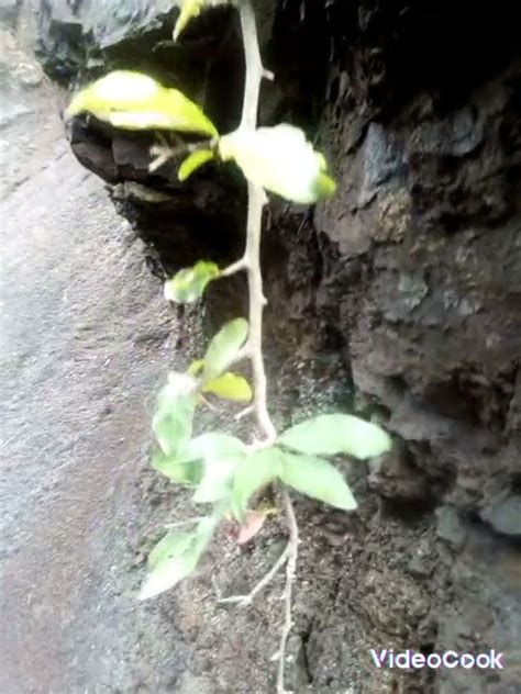 Самое высокое дерево Youtube